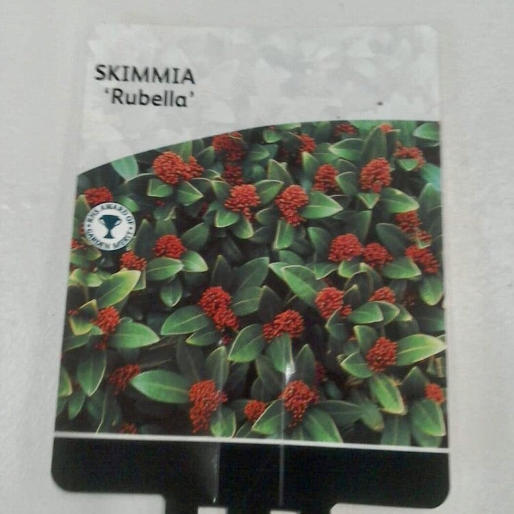 Skimmia Japonica Rubella, 2L – Simpsons Garden Centre