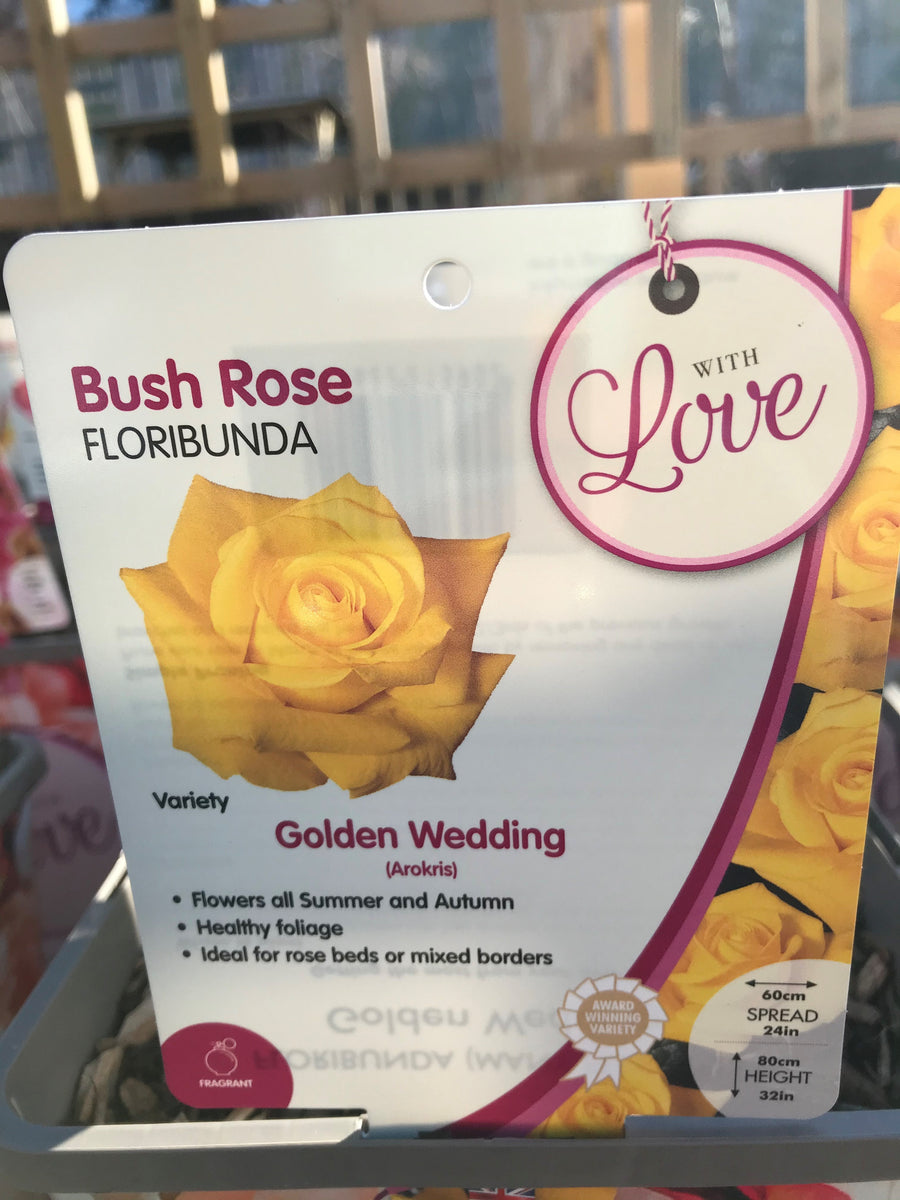 Celebration Roses – Simpsons Garden Centre